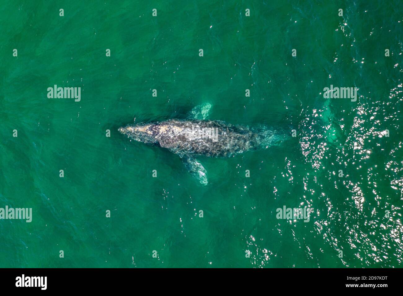 Grey whale (Eschrichtius robustus) aerial, Magdalena Bay, Baja ...