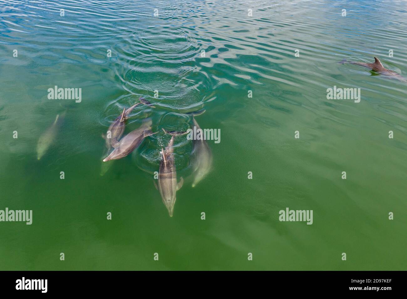 Aerial view bottlenose dolphin hi-res stock photography and images - Alamy
