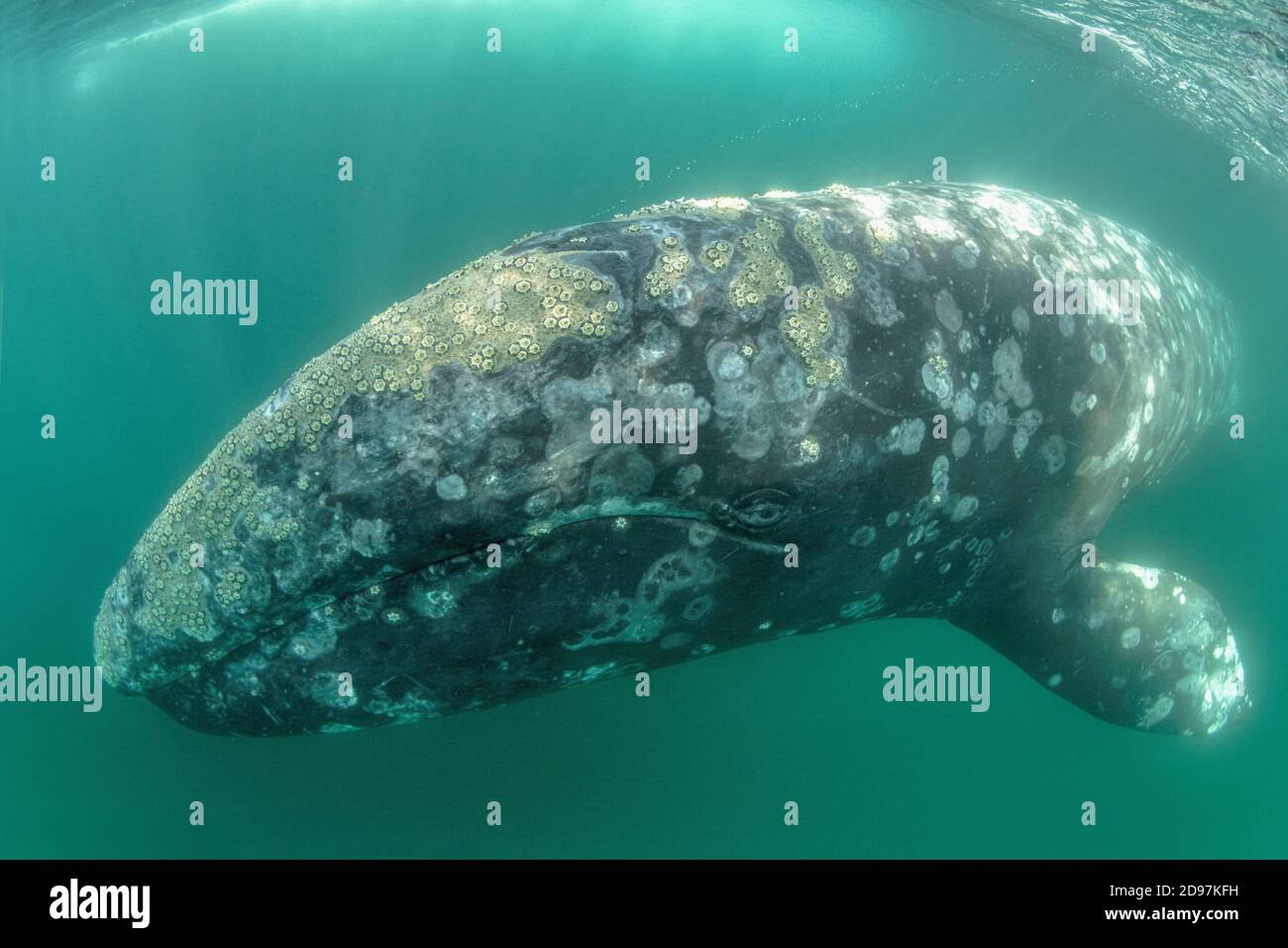 Gray Whale Underwater