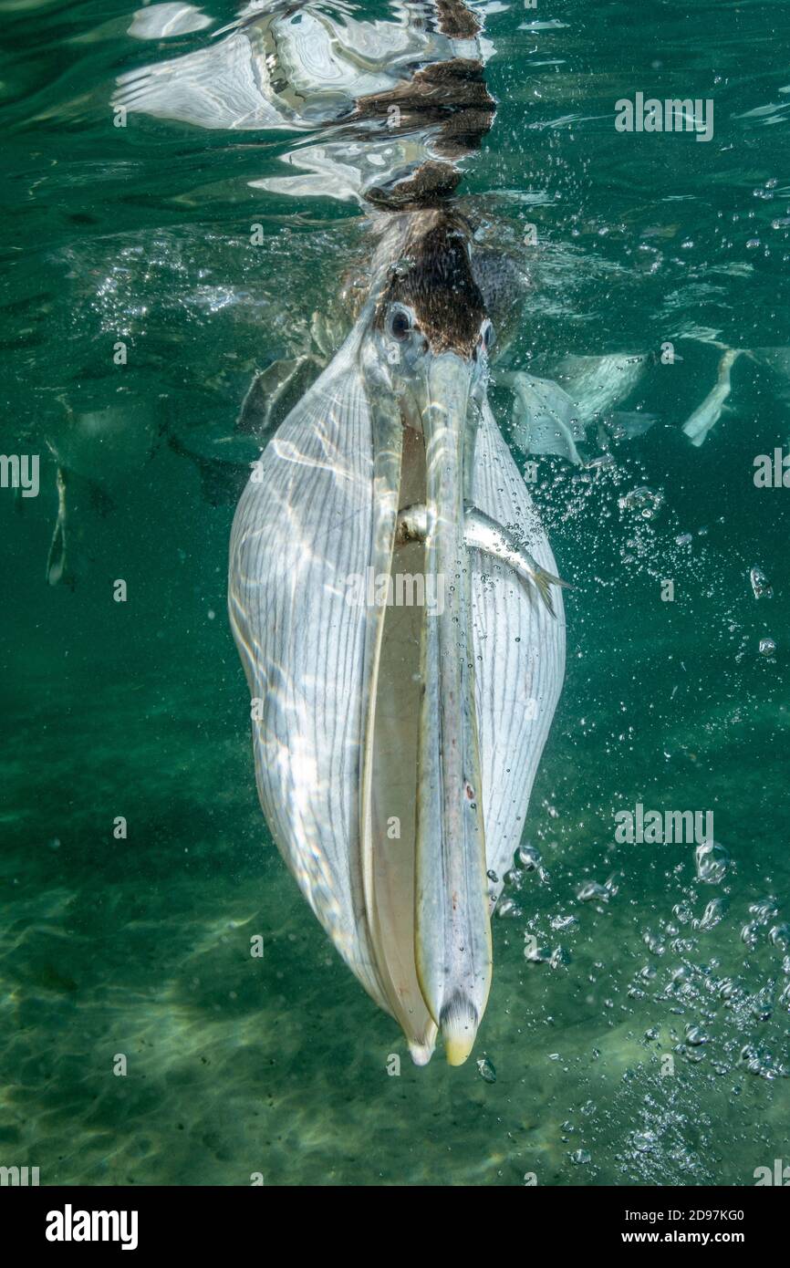 Morphological adaptations hi-res stock photography and images - Alamy