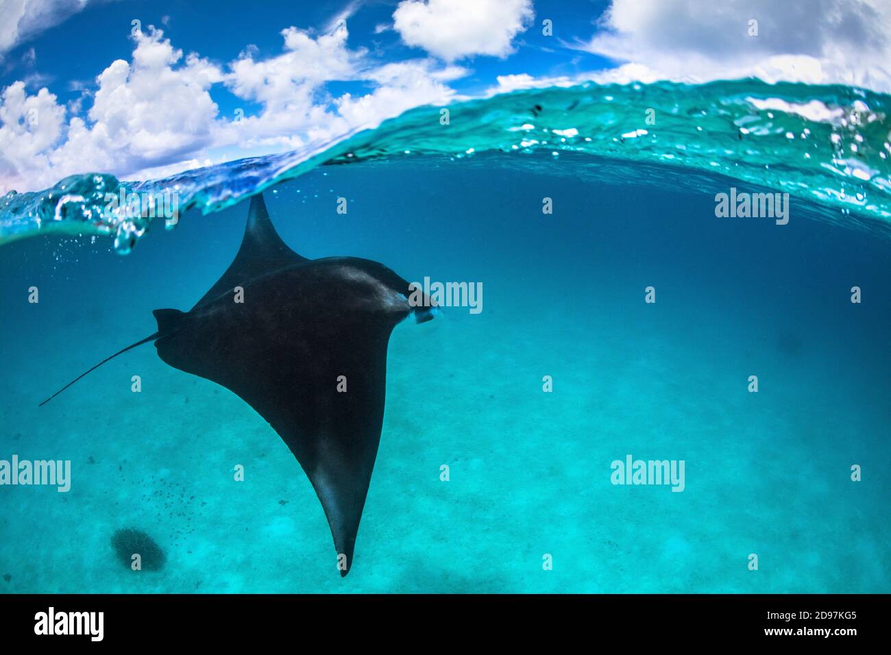 Reef manta ray (Mobula alfredi) in Mayotte lagoon Stock Photo - Alamy