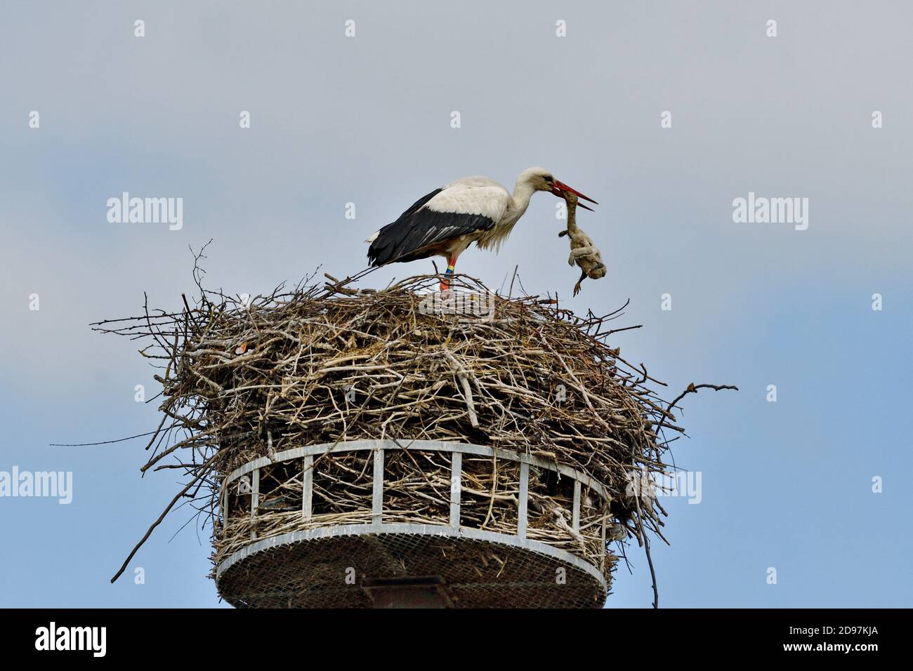 White Stork (Ciconia ciconia), adult ejecting a young dead chick from ...