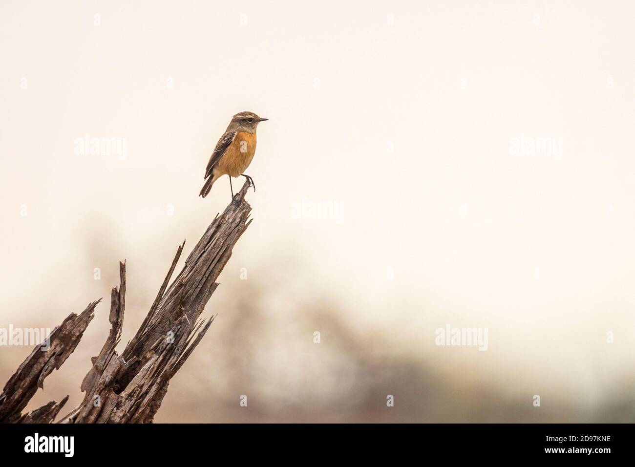 African stonechat female perched on stump in Kruger National park ...