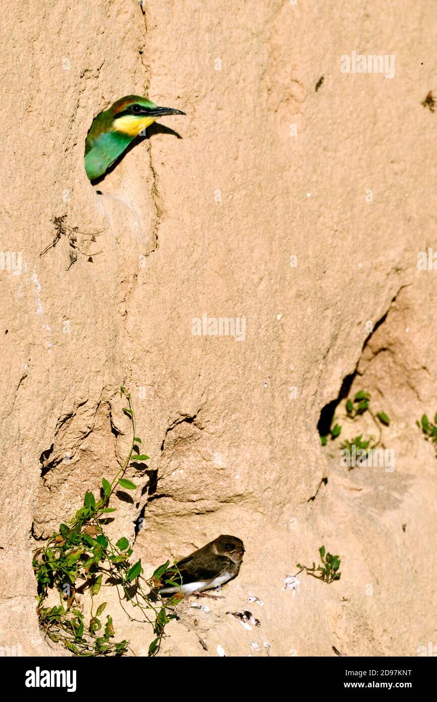 European Bee-eater (Merops apiaster), nesting in the lower valley of ...
