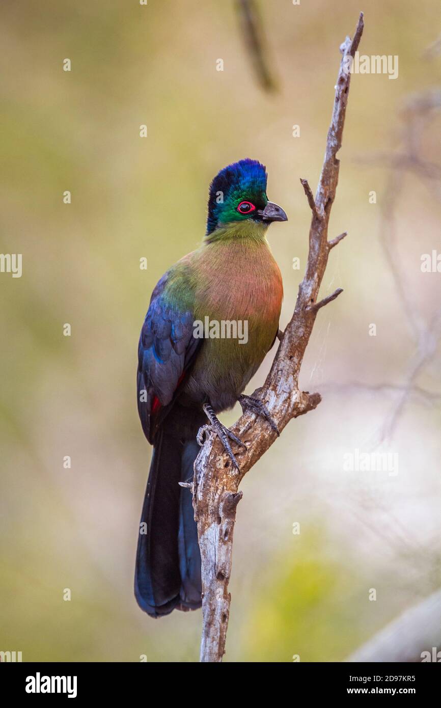 Purple crested touraco hi-res stock photography and images - Alamy