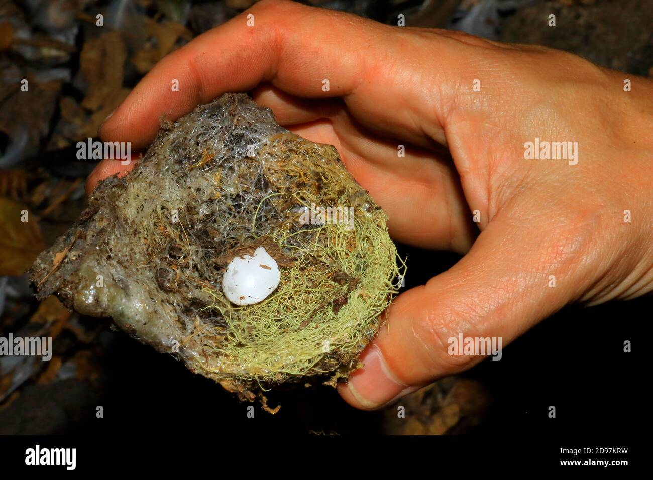 Mascarene swiftlet (Aerodramus francicus) nest, Reunion island Stock ...