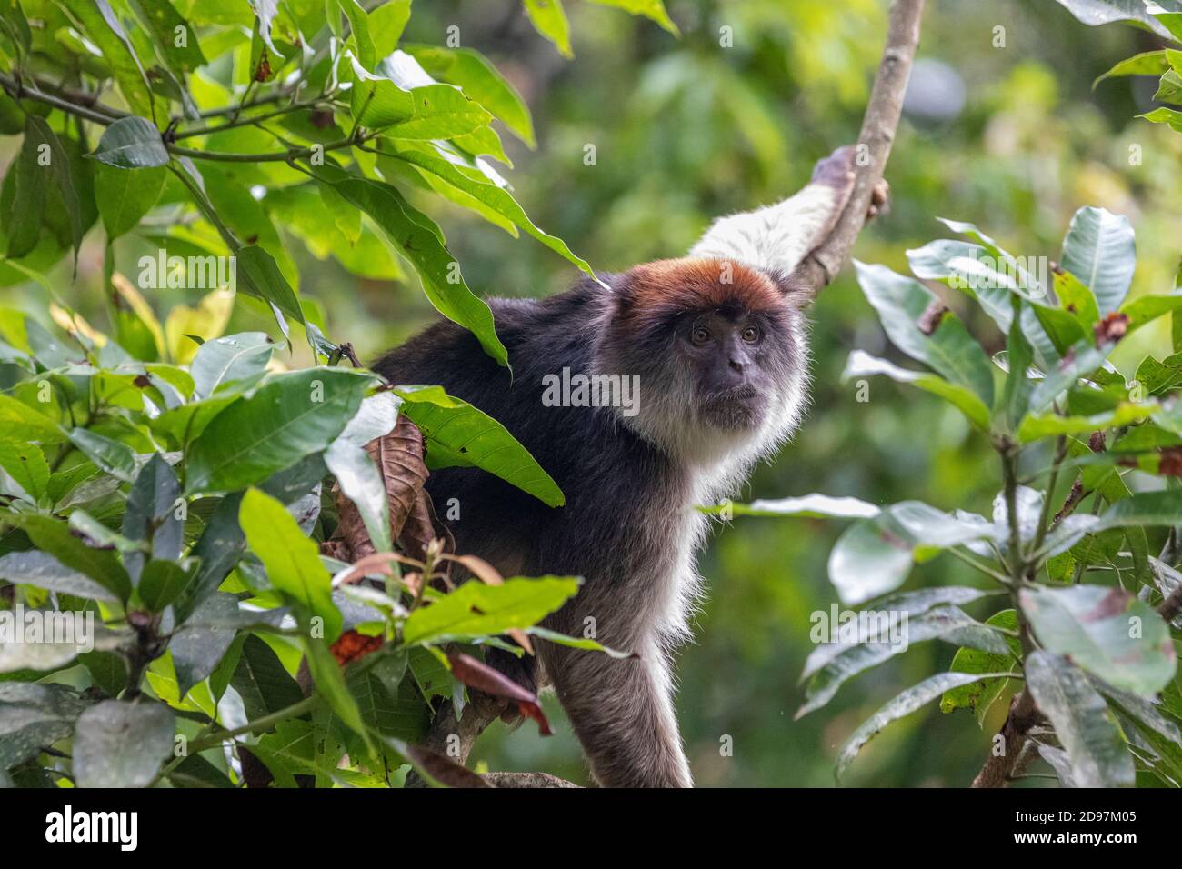 Uganda grey cheeked mangabey lophocebus albigena ugandae hi-res stock ...