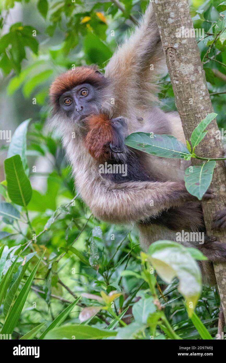Grey-cheeked mangabey (Lophocebus albigena), also known as the white ...