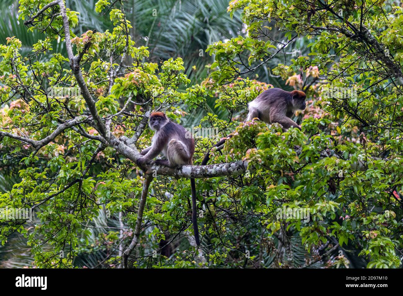 Grey-cheeked mangabey (Lophocebus albigena), also known as the white ...