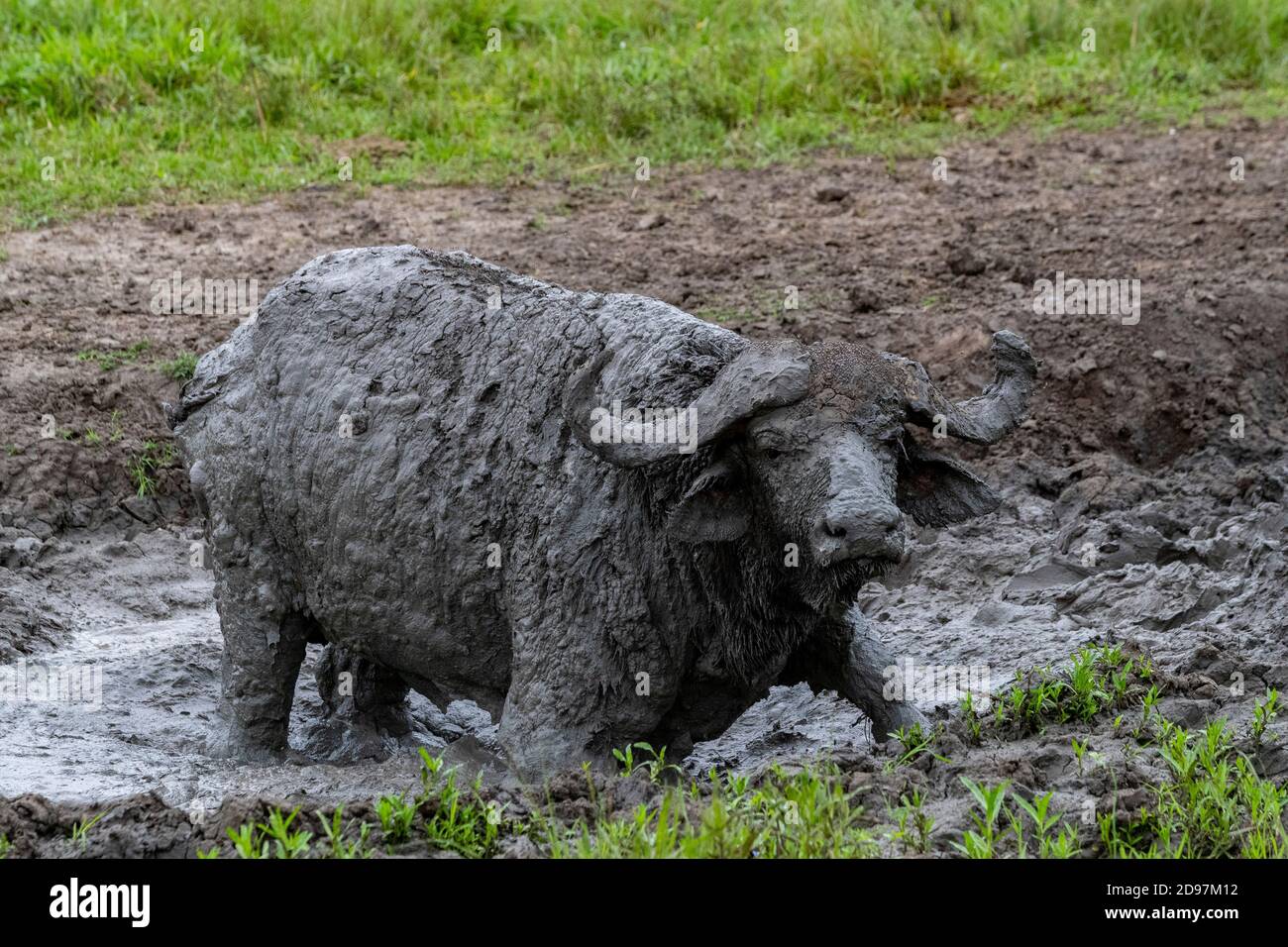 African insects hi-res stock photography and images - Alamy