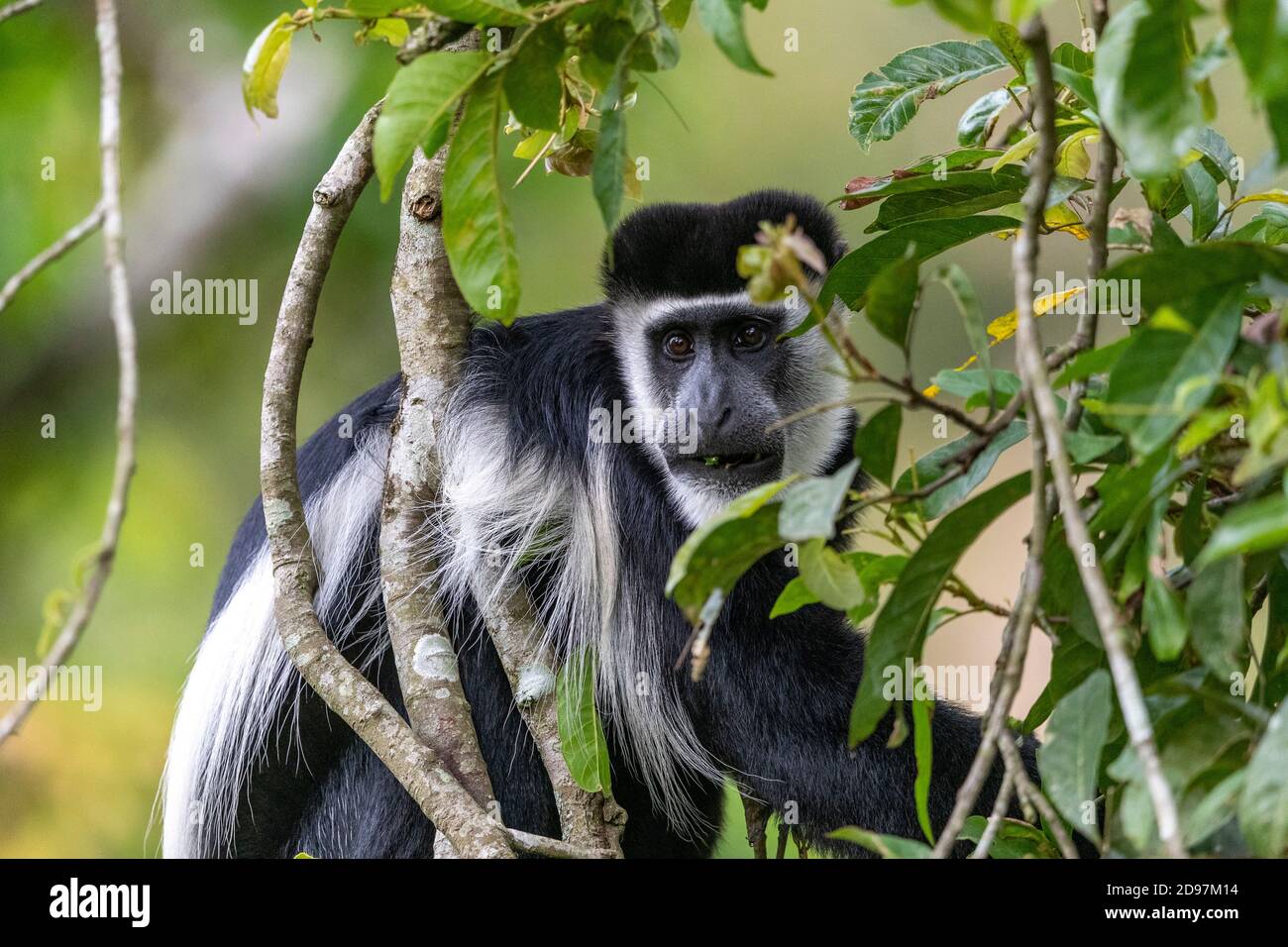 Black & white colobus (Colobus guereza), Kibale National Park, Uganda ...