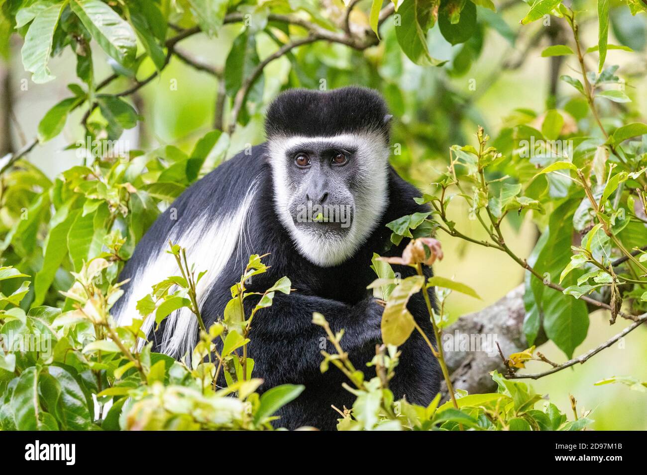 Black & white colobus (Colobus guereza), Kibale National Park, Uganda ... Black & white colobus (Colobus guereza), Kibale National Park, Uganda ...