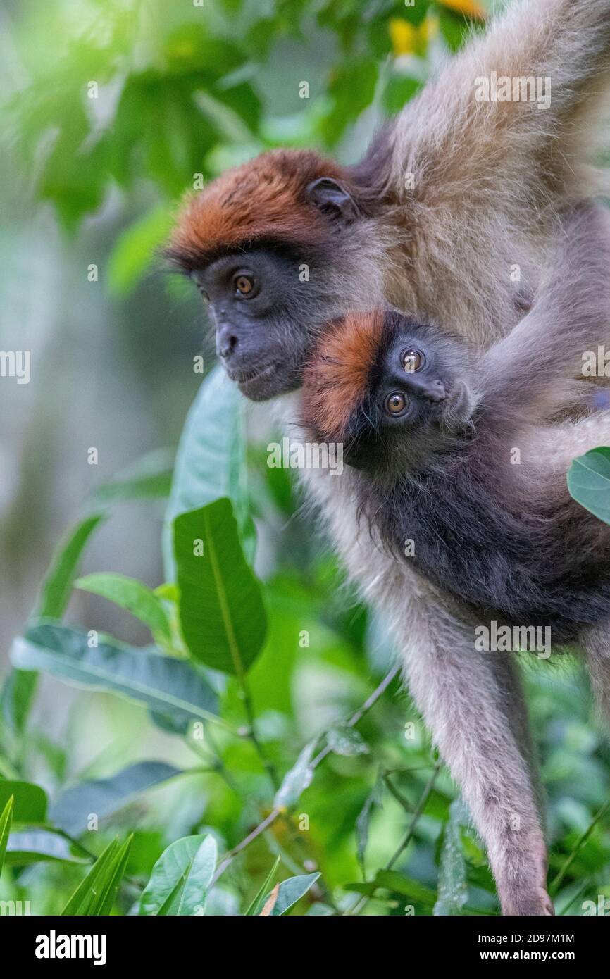 Uganda grey cheeked mangabey lophocebus albigena ugandae hi-res stock ...