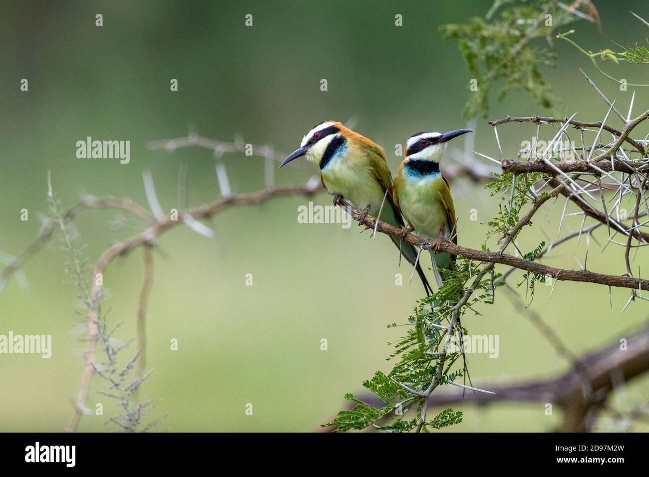 Uganda insects hi-res stock photography and images - Alamy