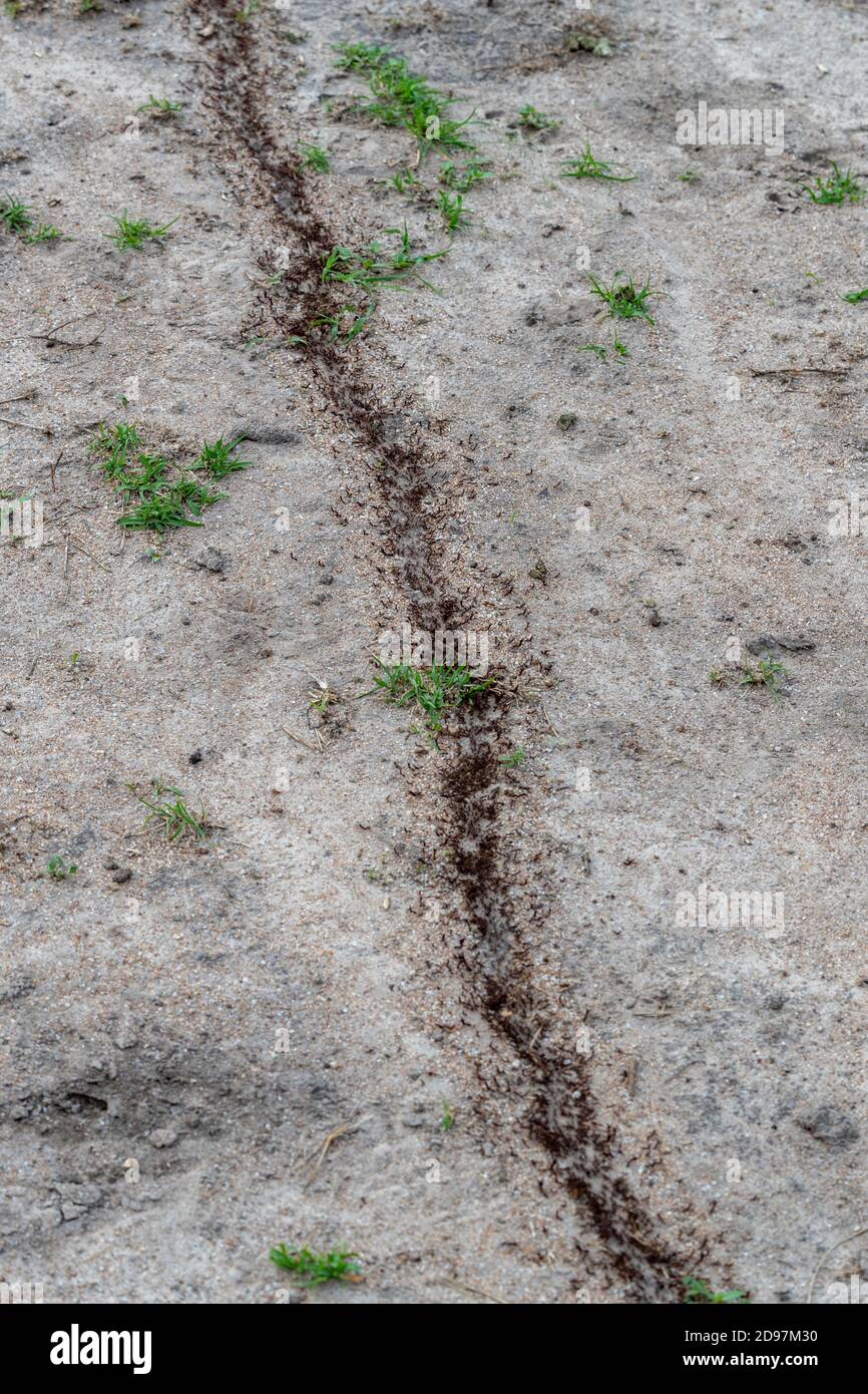 Ants crossing a road,Lake Mburo National Park, Uganda, Africa Stock ...
