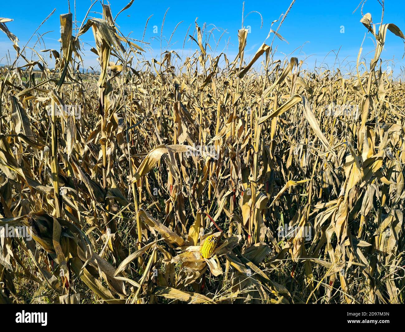 Austria, field with ripe corn on the cob Stock Photo - Alamy