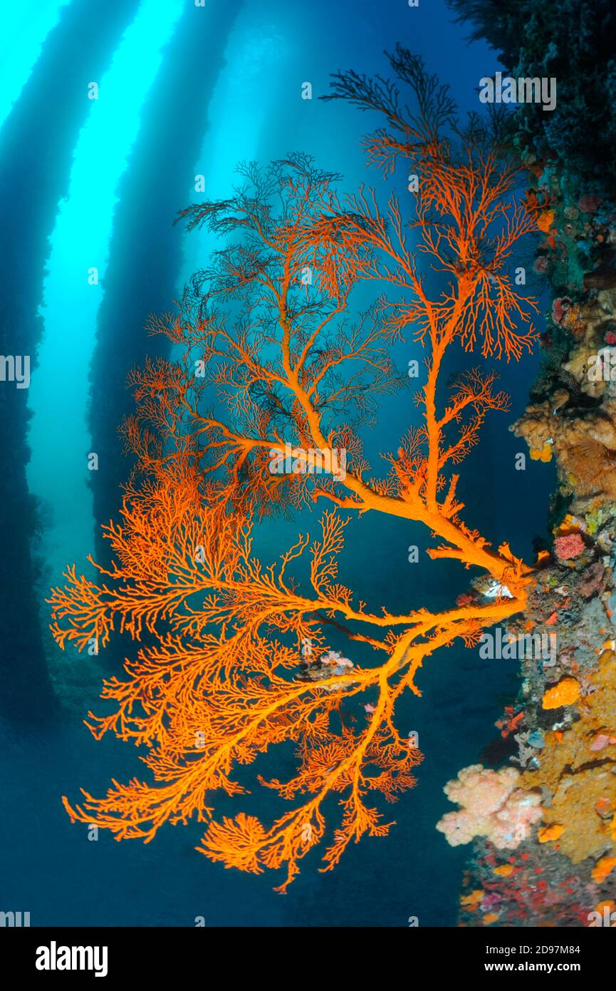Sea fan, Jetty dive site, Ferry channel, Bali Island, Indonesia Stock ...