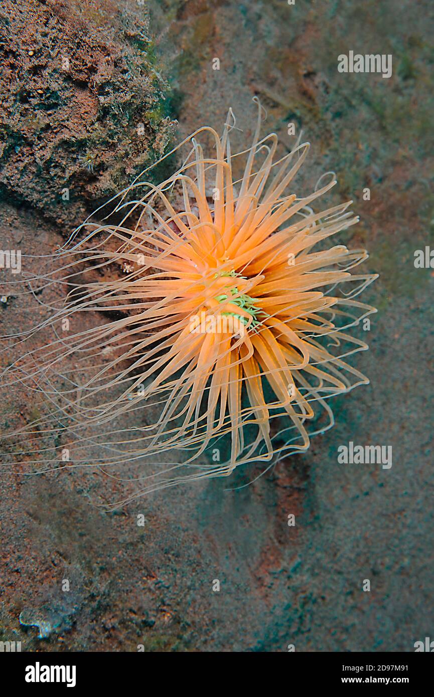 Tube anemone (Cerianthus filiformis Stock Photo - Alamy