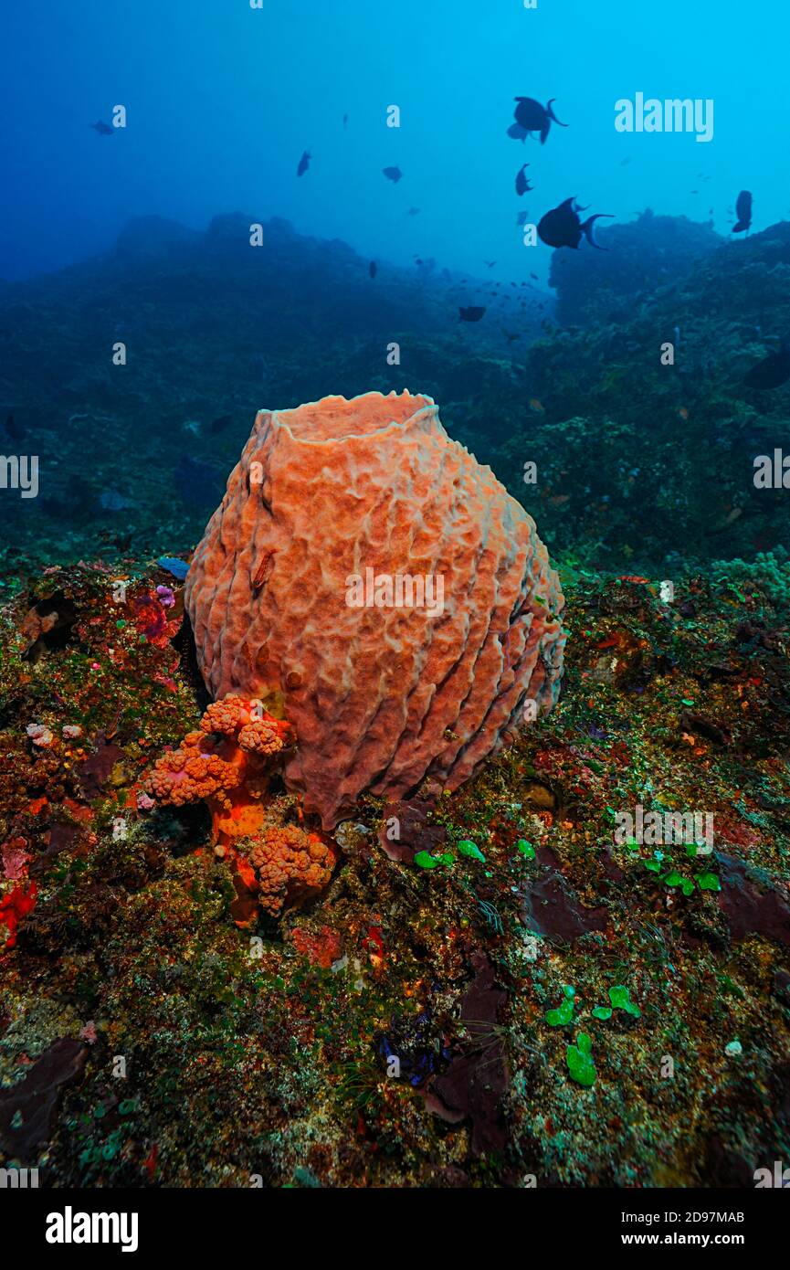Barrel Sponge (Xestospongia testudinaria) on reef, Nusa Penida dive ...