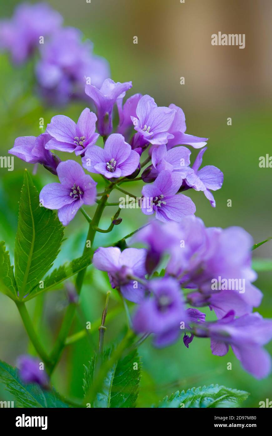Five-leaflet Bitter-cress (Cardamine pentaphyllos) flowers, Chartreuse ...