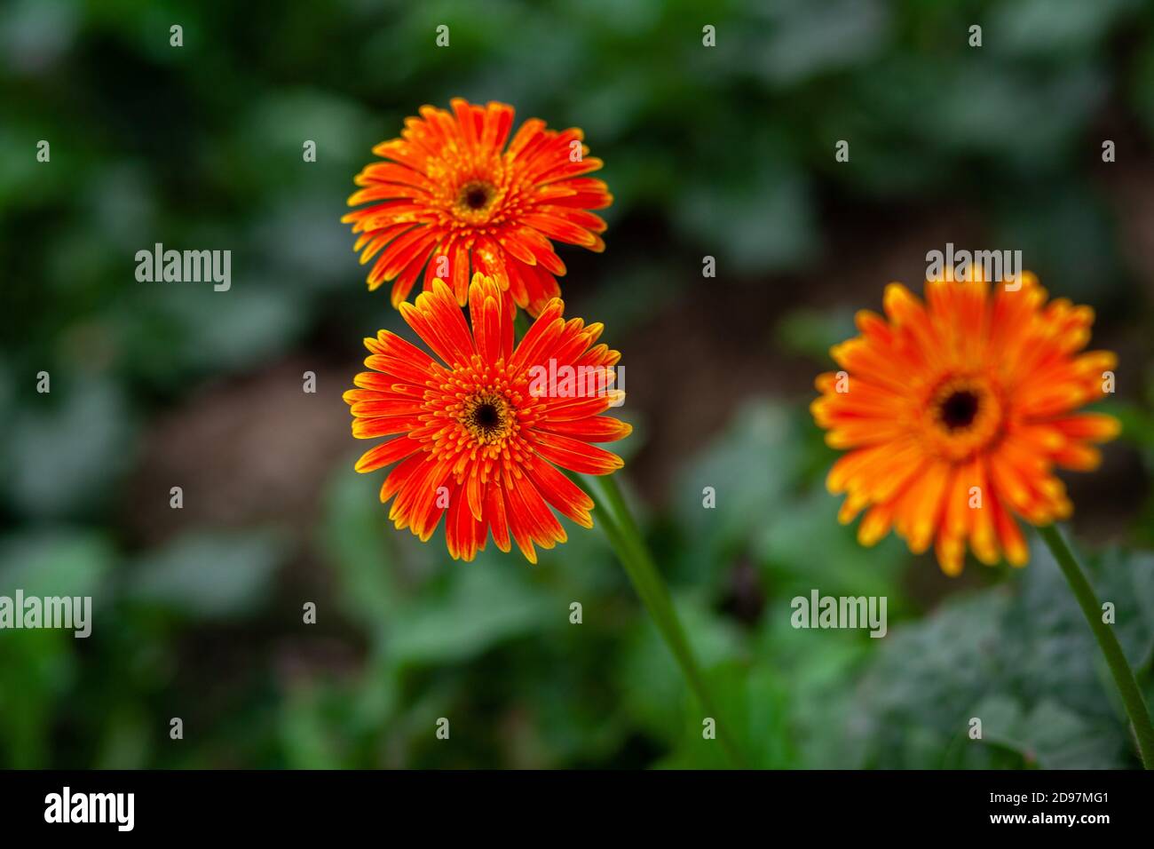 Two Yellow Gerbera High Resolution Stock Photography and Images - Alamy