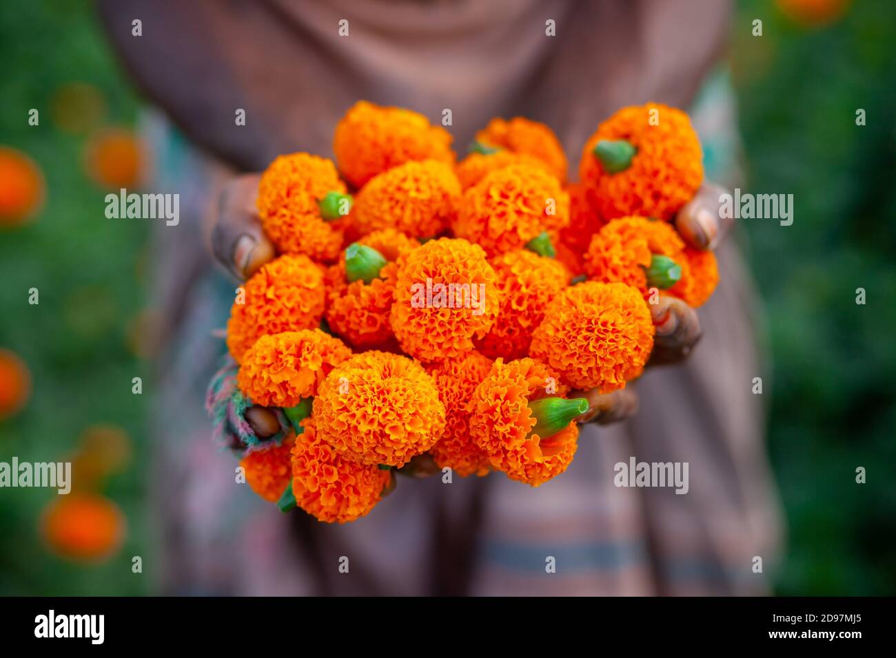 Two handfuls of orange marigold flowers displaying. A flower farmer ... Two handfuls of orange marigold flowers displaying. A flower farmer ...