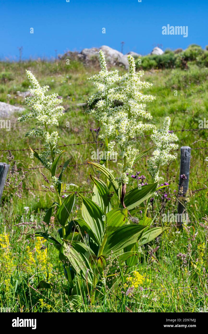 Giant False-helleborine (Veratrum album) in bloom, Cevennes, Lozere ...