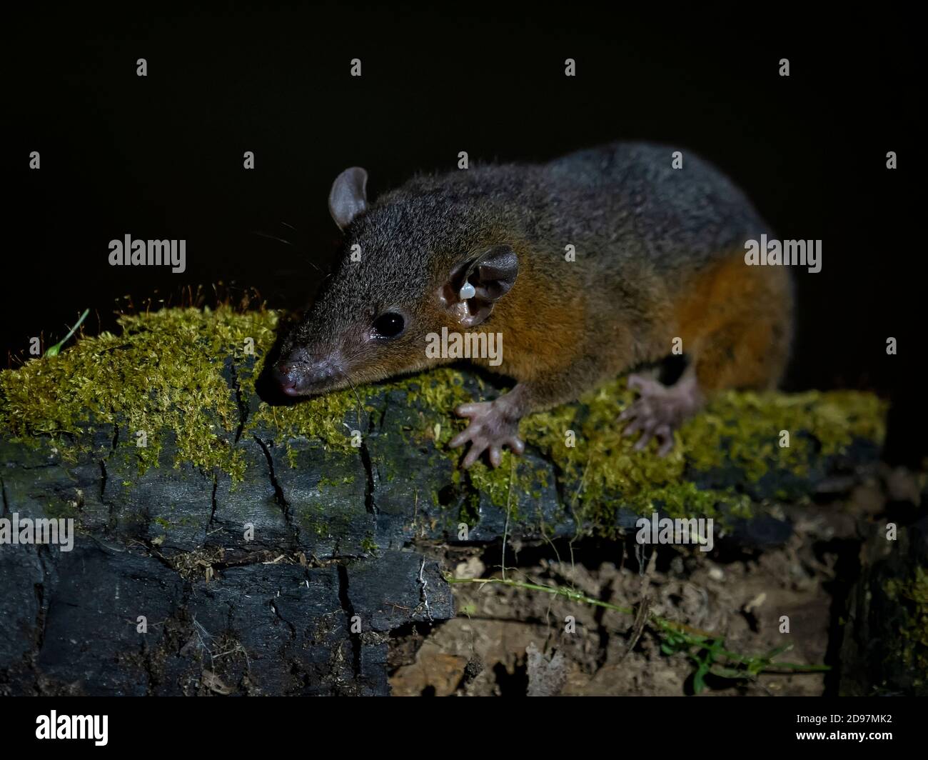 Amazonian red-sided opossum (Monodelphis glirina), Madre de Dios, Peru ...