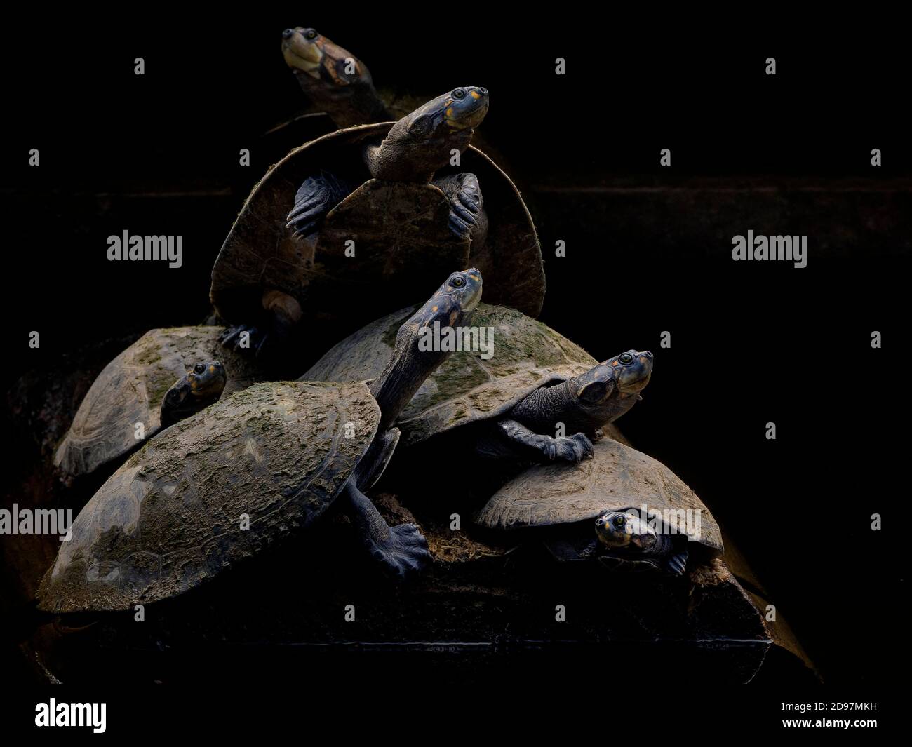 River Turtle High Resolution Stock Photography and Images - Alamy