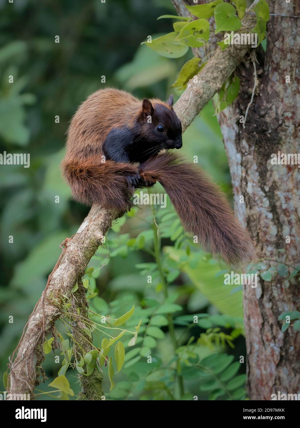Variegated squirrel (Sciurus variegatoides), Paraiso, Chiriquí, Panama ...
