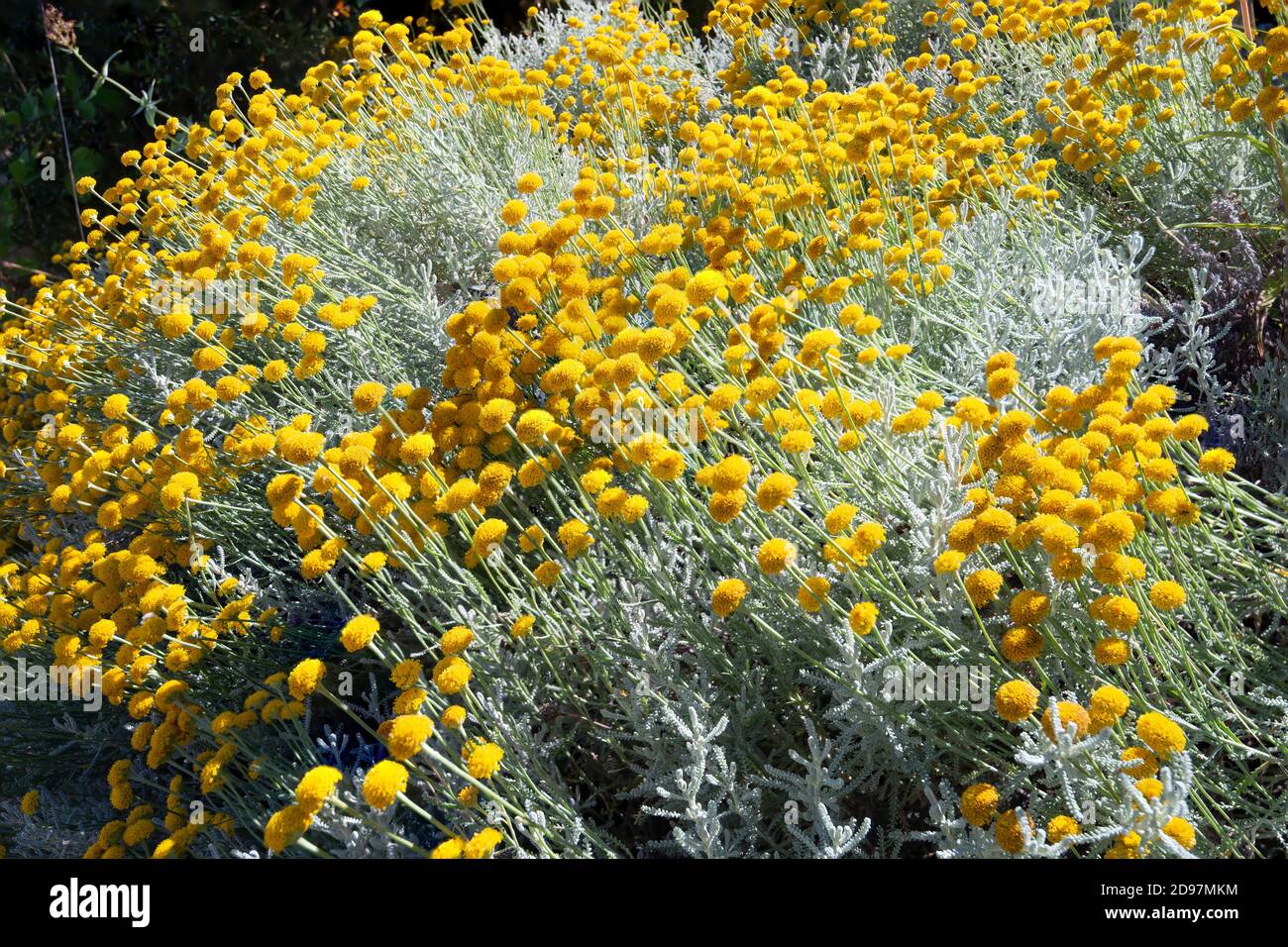 Lavender Cotton Santolina Chamaecyparissus High Resolution Stock ...