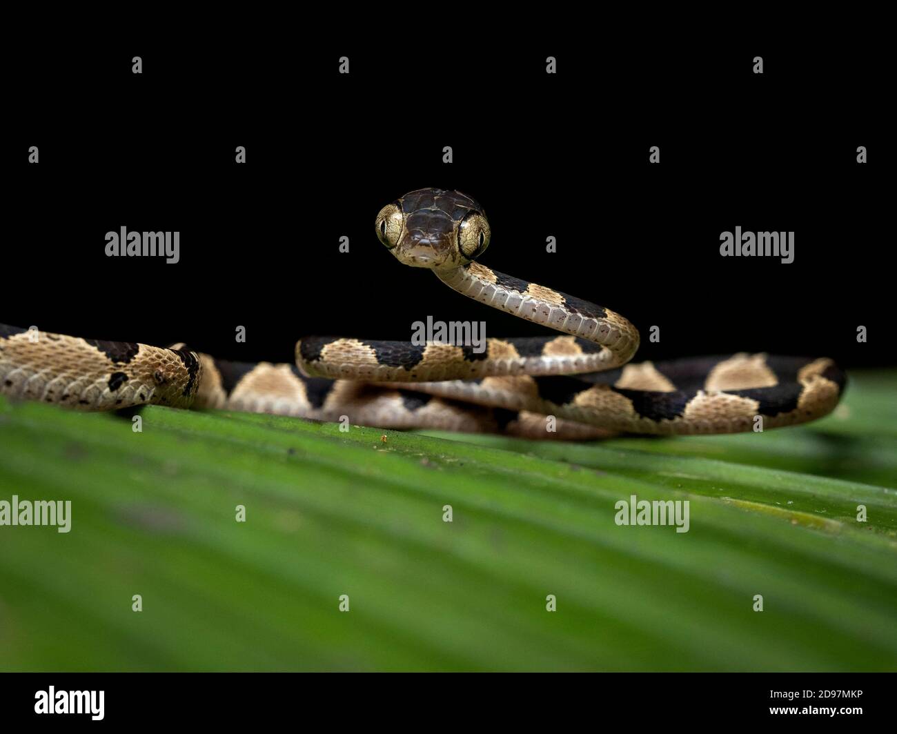 Blunthead Treesnake (Imantodes cenchoa), juvenile, Guna Yala, Panama ...