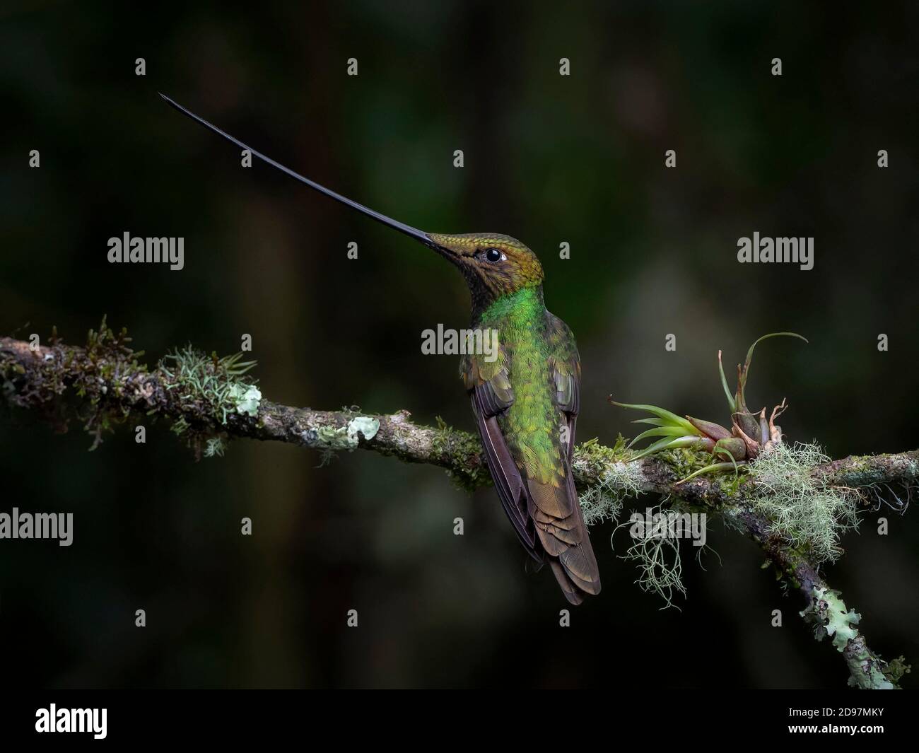 Sword-billed Hummingbird (Ensifera ensifera), male, Ecuador Stock Photo ...