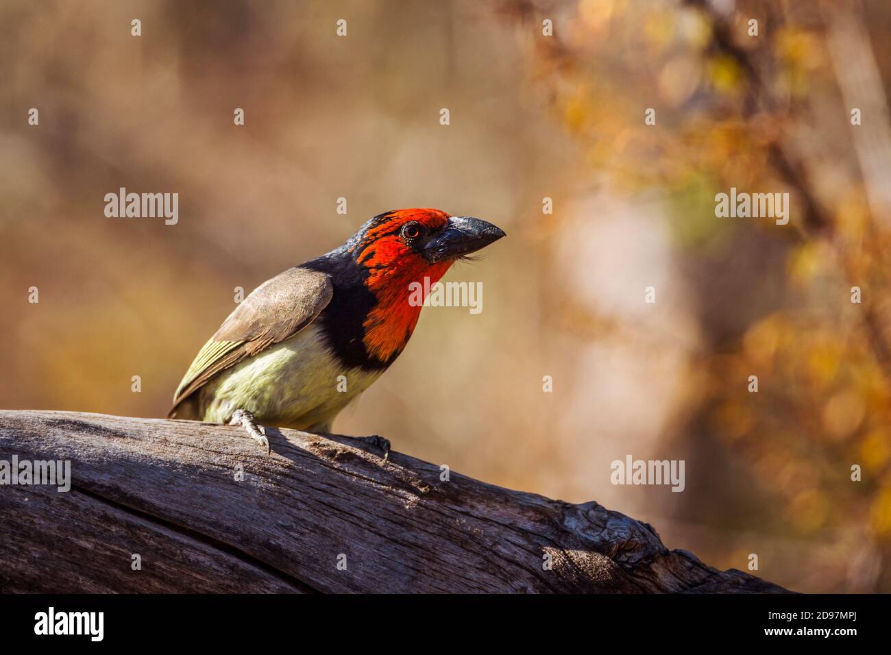 Black collared Barbet (Lybius torquatus) standing on a log isolated in ...