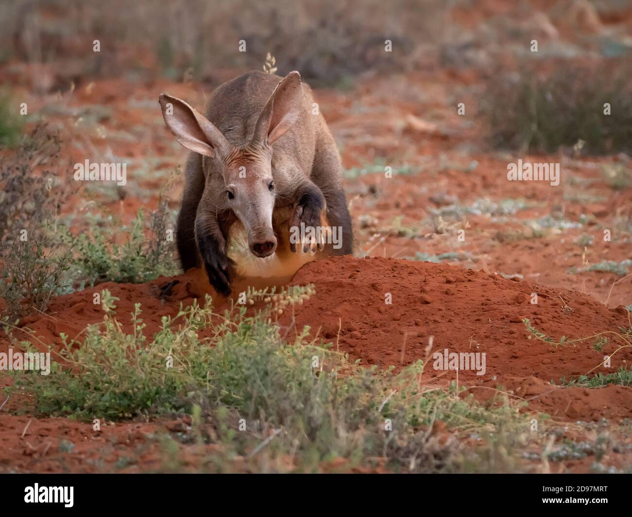 Aardvark claws hi-res stock photography and images - Alamy