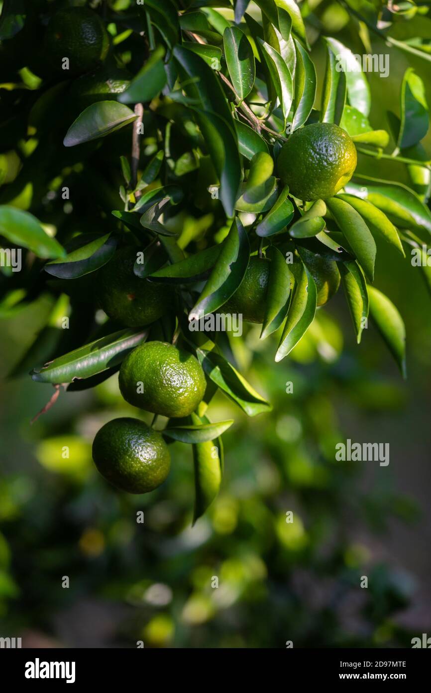 Fruit hanging ripe on the tree hi-res stock photography and images - Alamy