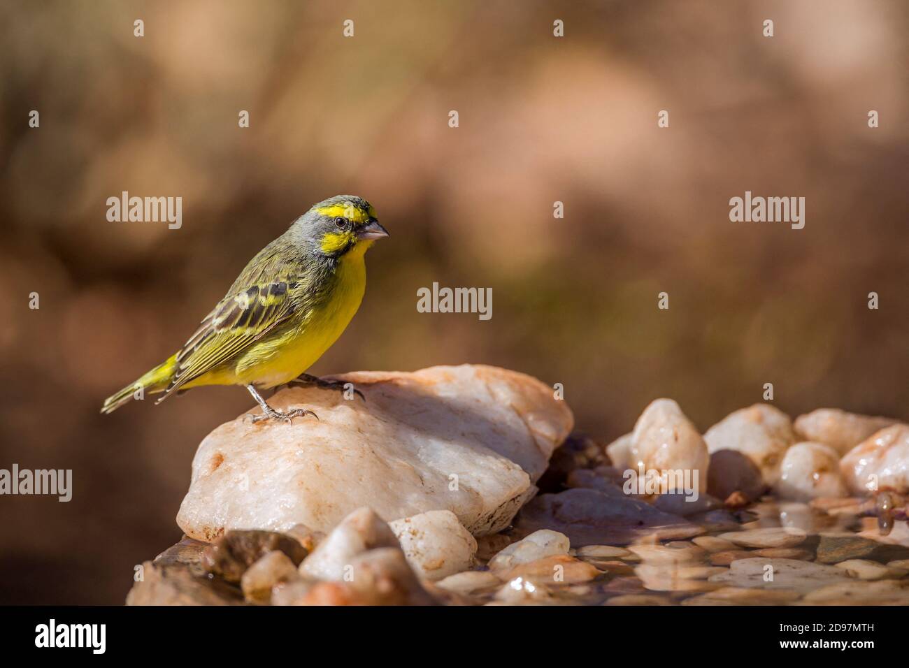 Yellow fronted canary serinus mozambicus hi-res stock photography and ...