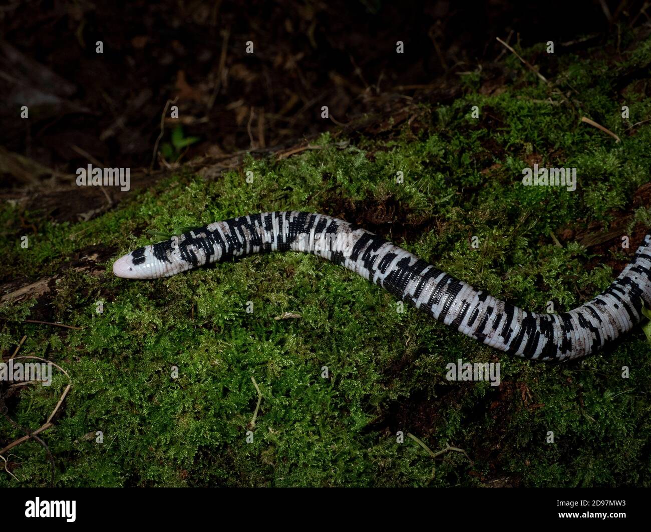 Speckled Worm Lizard (Amphisbaena bassleri), Yasuni National Park ...