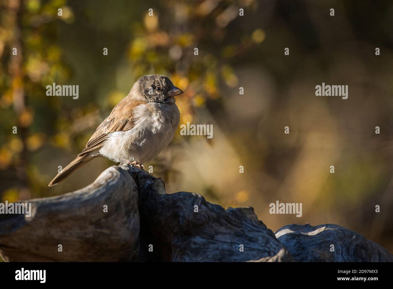 Southern Grey-headed Sparrow (Passer diffusus) standing on a log in ...