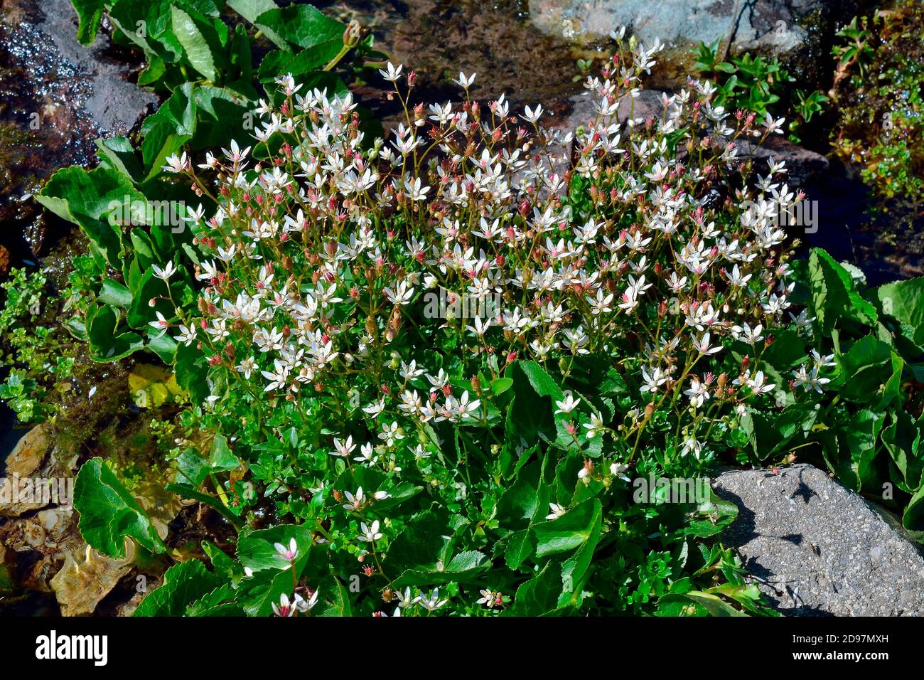 Starry saxifrage (Saxifraga stellaris), Habitat: cold springs ...