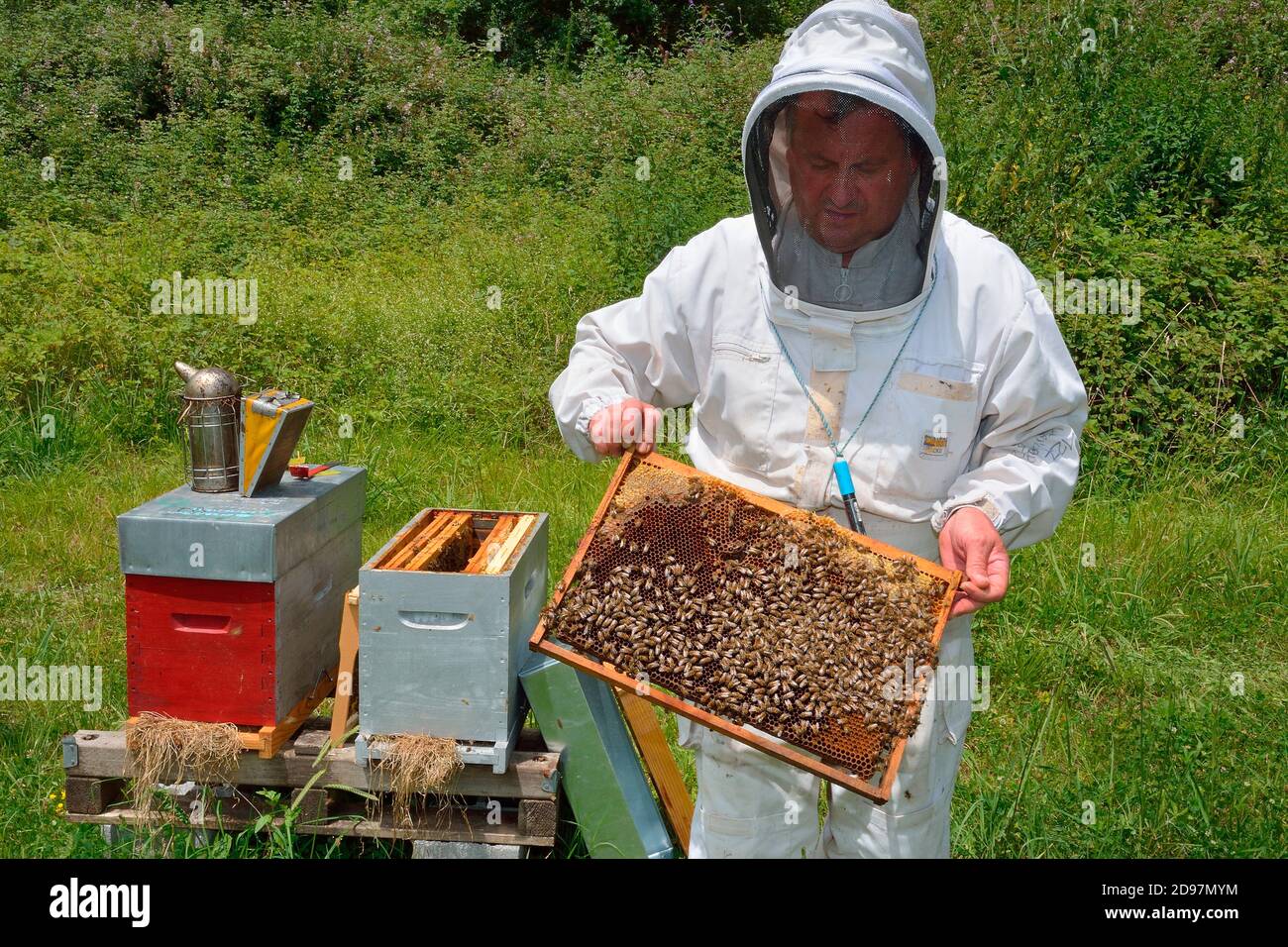 Mountain beekeeper: weekly control of the state of the colony. Buckfast ...