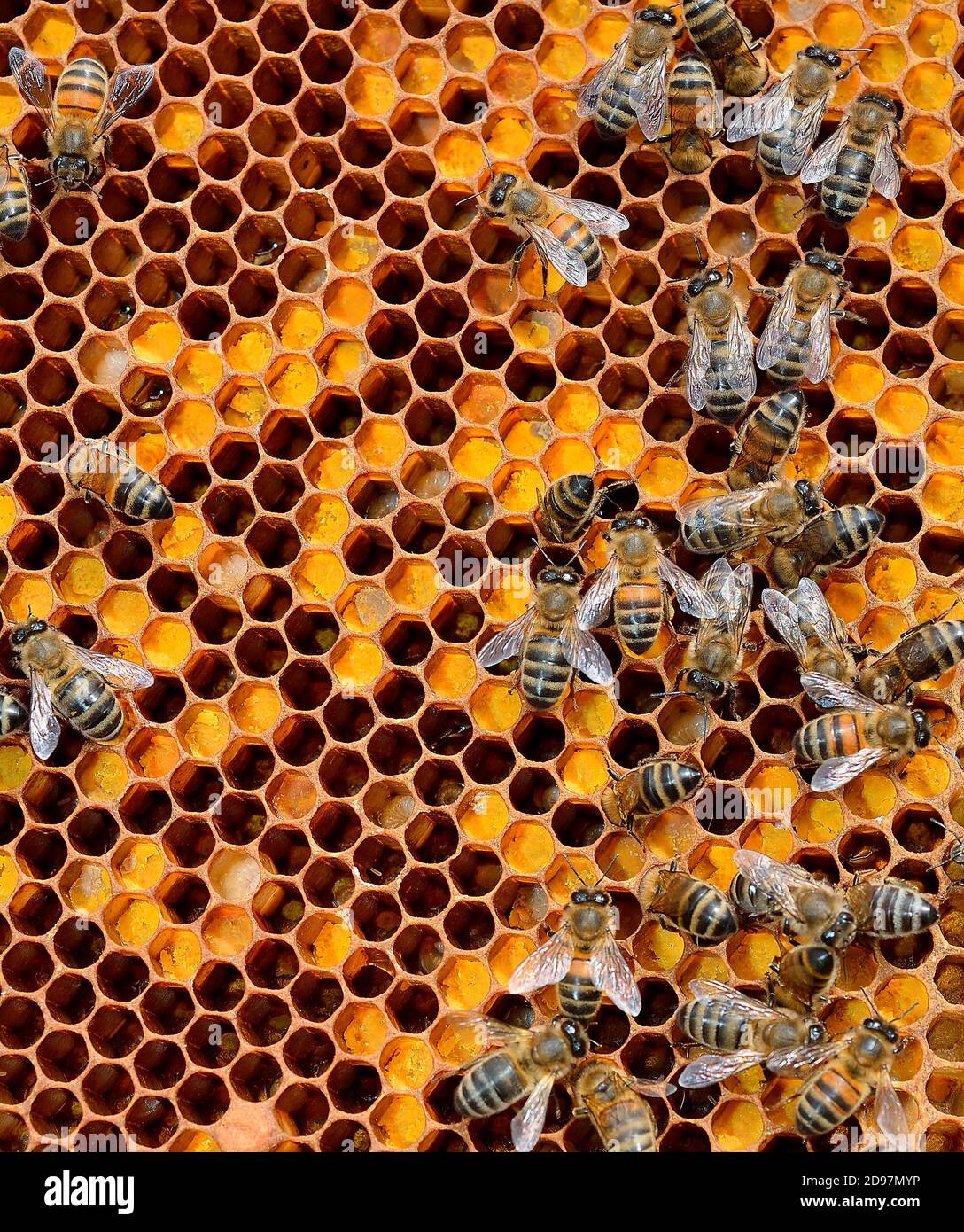 Buckfast bees, brood with pollen-filled cells and open cells occupied ...