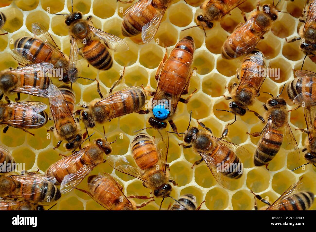 Buckfast bees: Queen laying in a cell, surrounded by workers, Lacarry ...