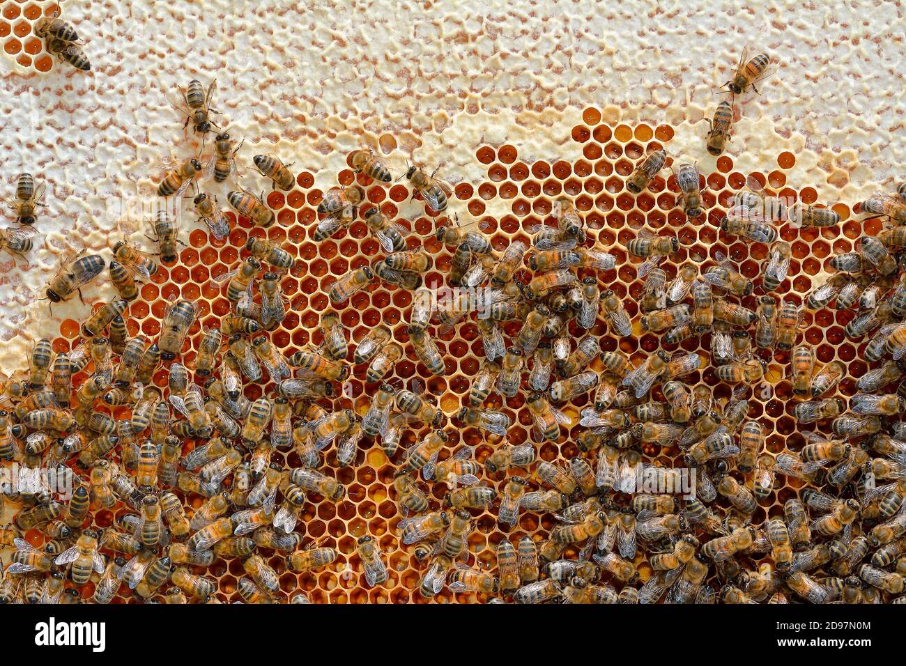 Buckfast bees feeding on chestnut honey in uncapped cells, Lacarry, La ...