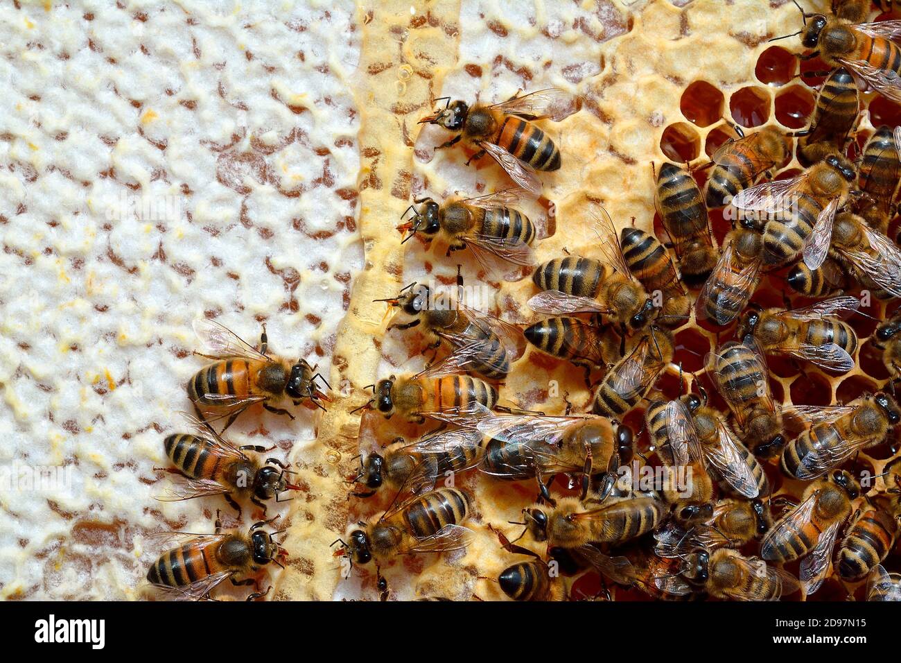 Buckfast bees feeding on chestnut honey in uncapped cells, Lacarry, La ...