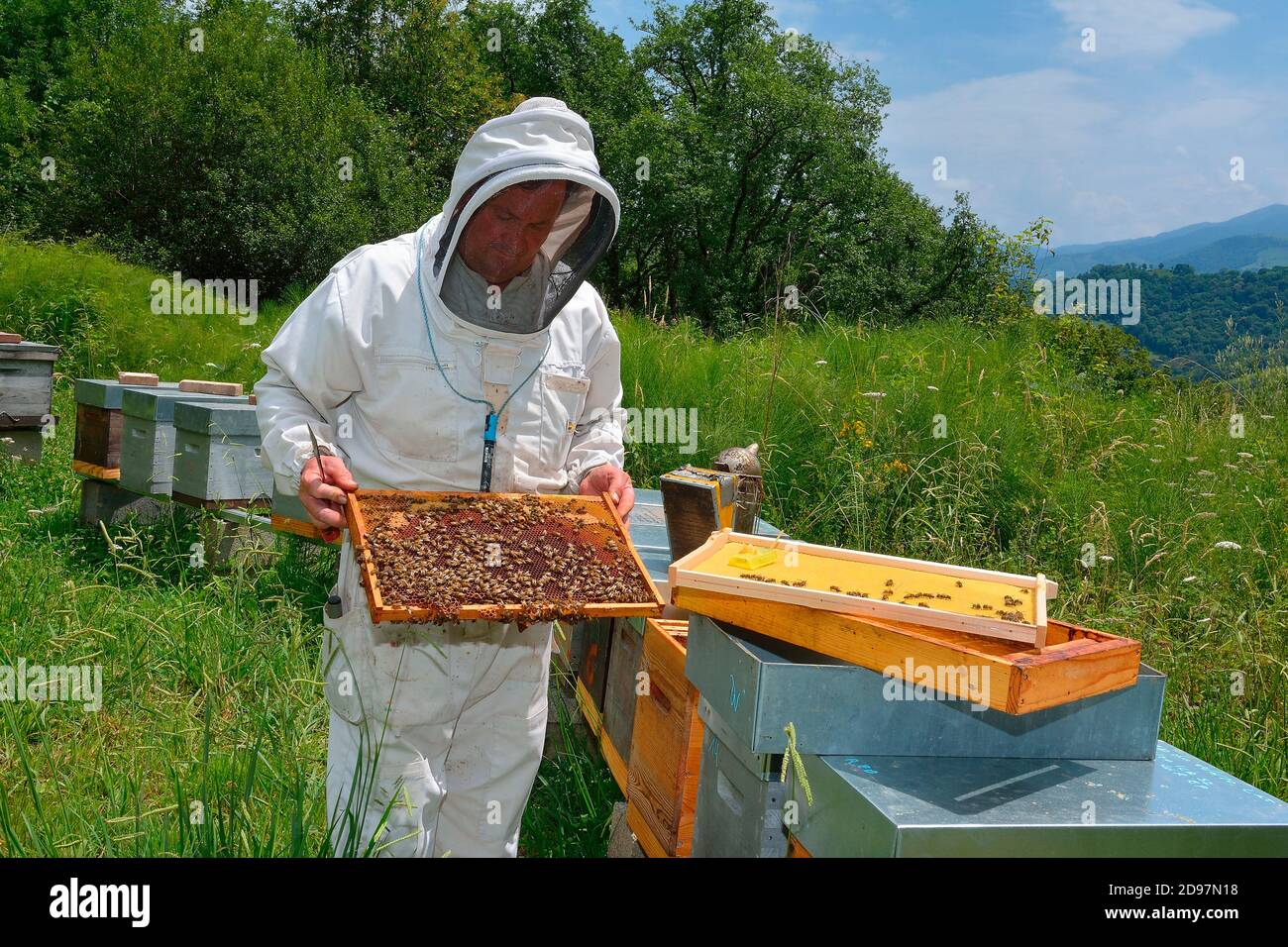 Mountain beekeeper controlling his colony of Buckfast bees, Lacarry, La ...