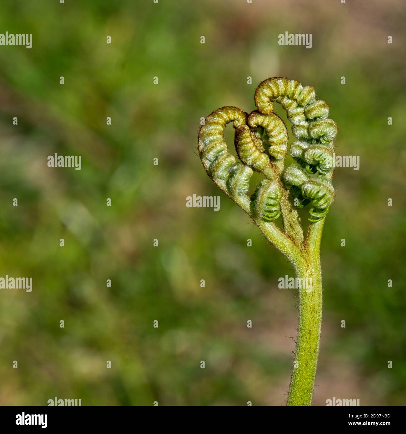 Uncoiling leaves hi-res stock photography and images - Alamy