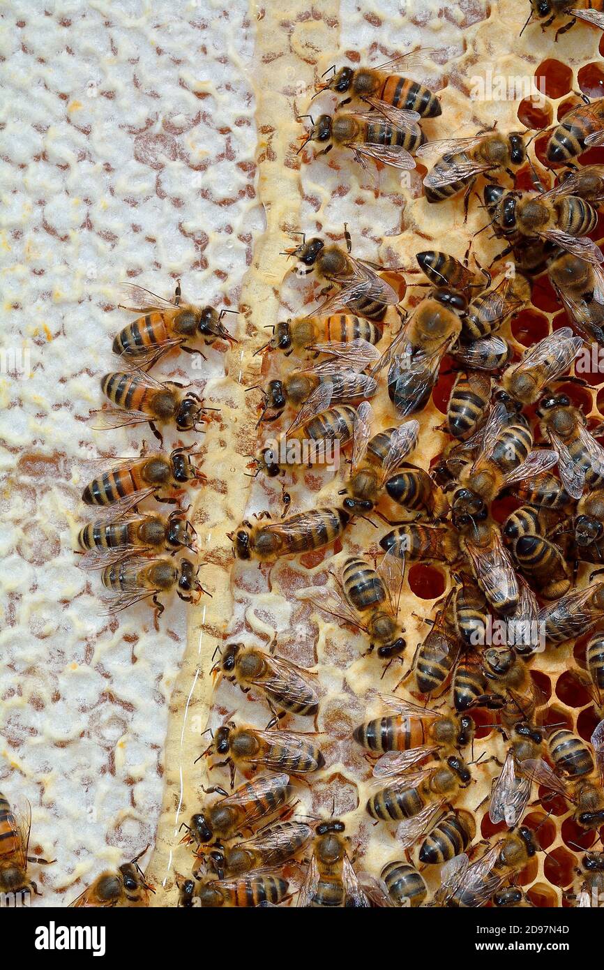 Buckfast bees feeding on chestnut honey in uncapped cells, Lacarry, La ...