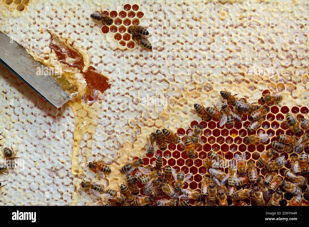 Honey bee development hi-res stock photography and images - Alamy