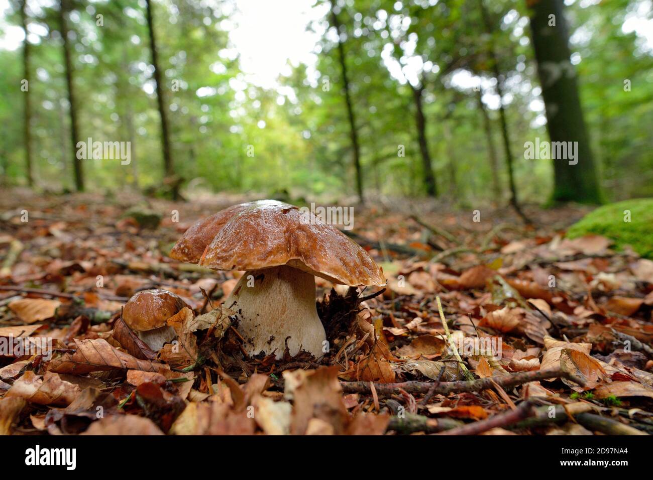 King Bolete (Boletus edulis) on a forest path in the Espinouse Massif ...